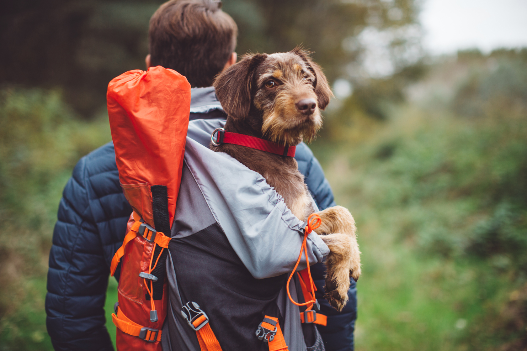 Safeguard Your Pet | Animal Shelter Safeguard Your Pet | Animal Shelter